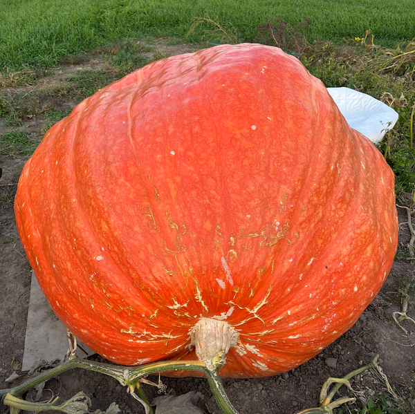 Contest-winning orange giant pumpkin seed collection - St. Croix ...