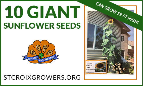Giant Sunflower Seeds - St. Croix Growers Association