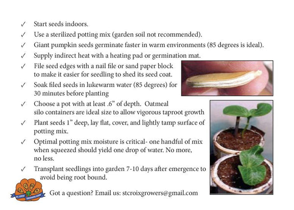 Giant Pumpkin Seeds From Award Winning Pumpkins Atlantic Giant Pumpkin ...